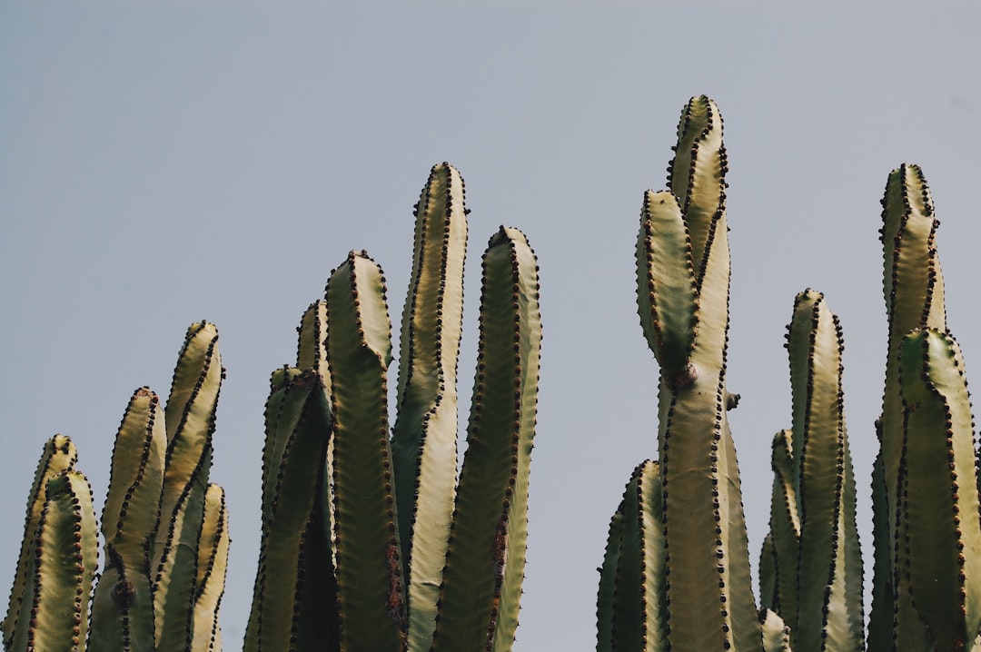 Elaboración casera de aceite de aloe vera